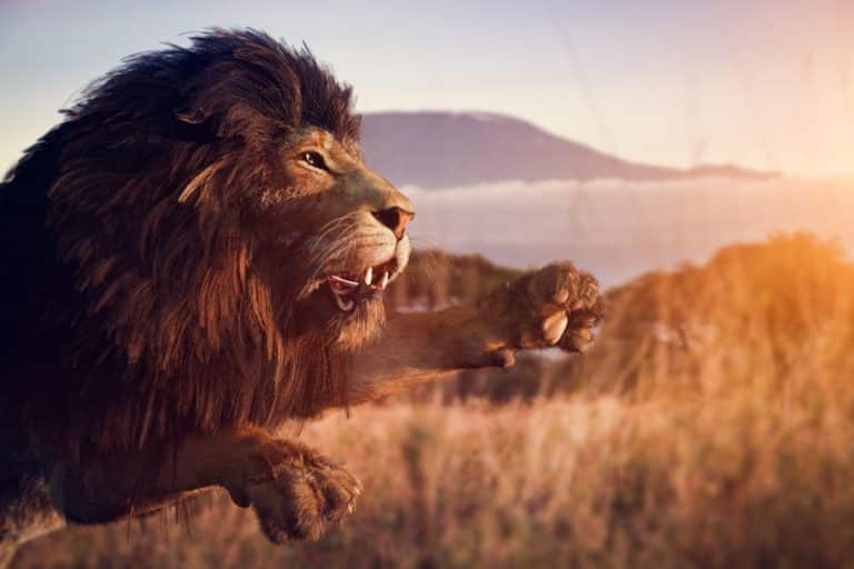 comment le lion attrape sa proie